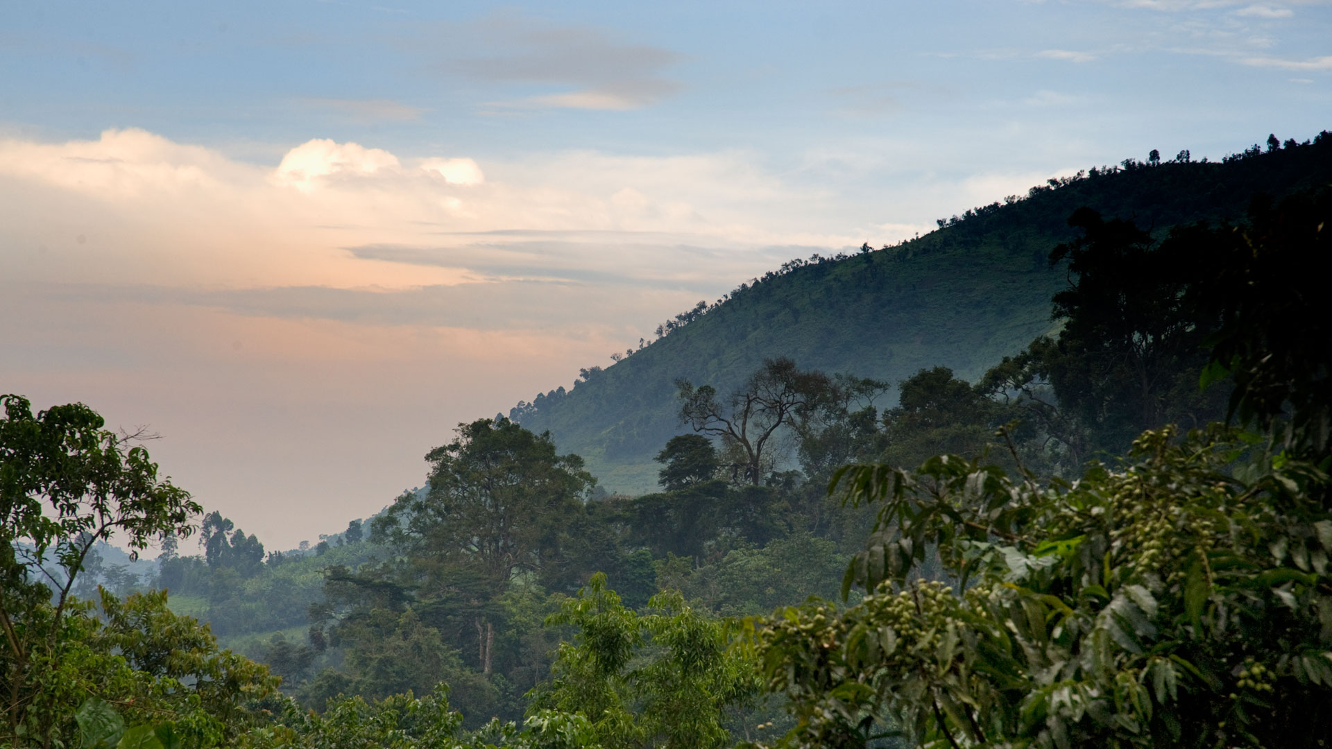 Top 5 National Parks in Uganda for Wildlife Safaris