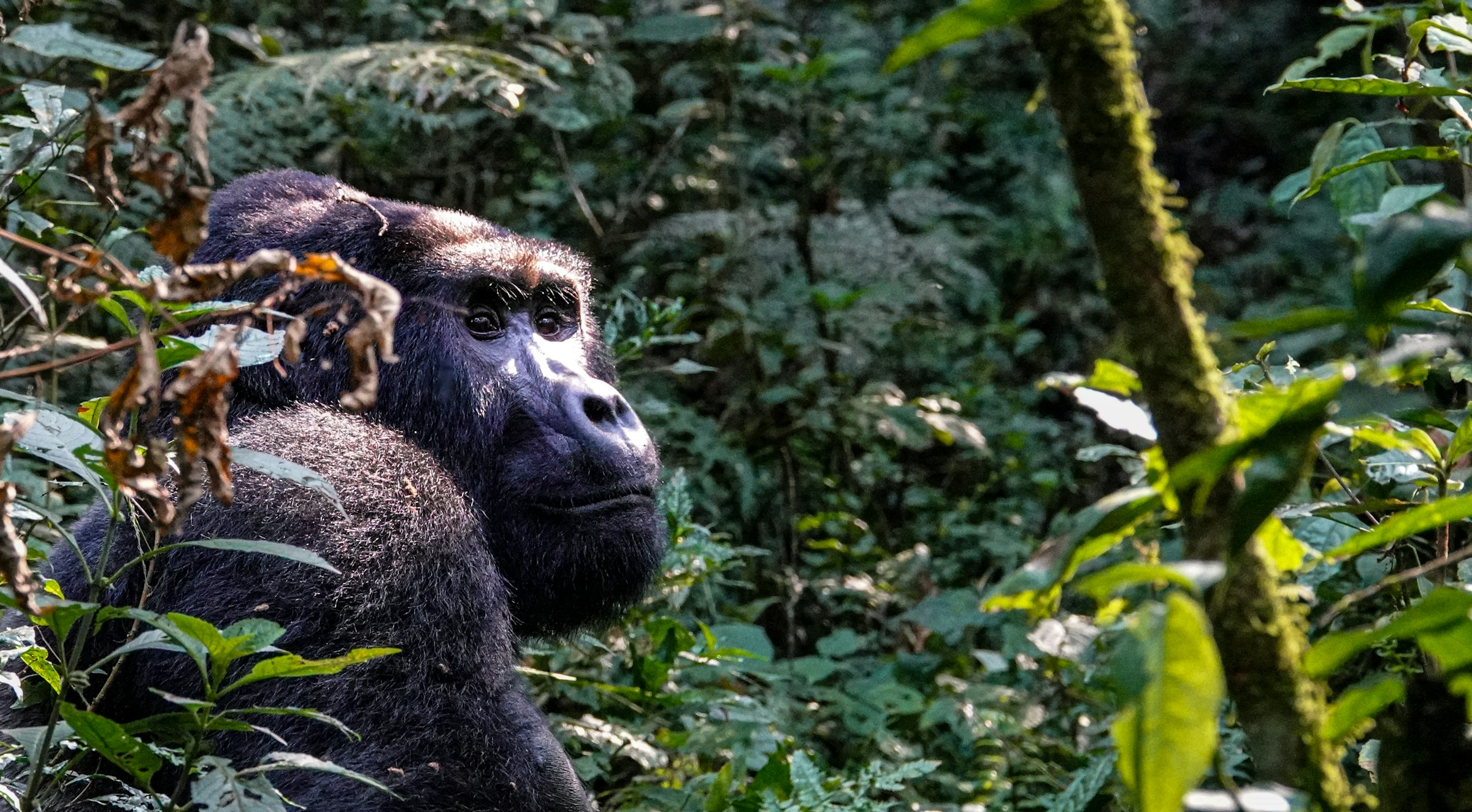 Gorilla Adaptations | How Gorillas Survive in Rainforests