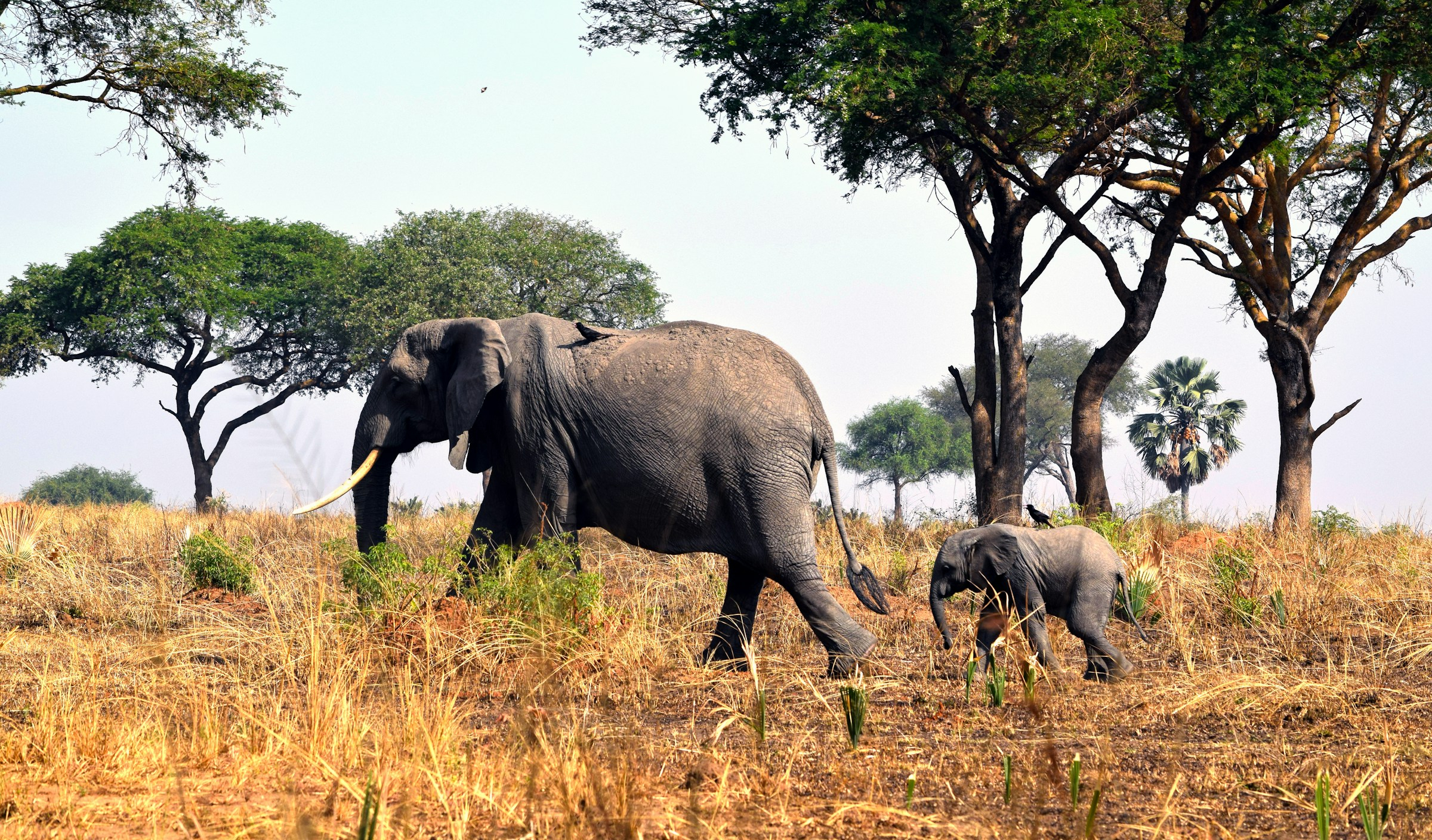 Wildlife in Uganda | Top Animals to See on Safari