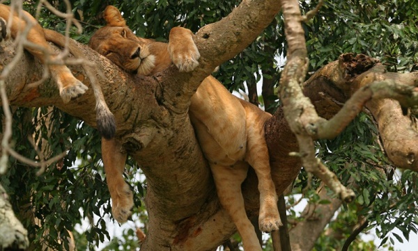 Top 24 Wildlife Animals to See in Uganda | Uganda Travel Blog