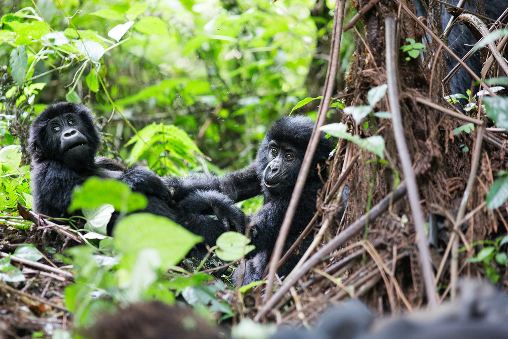Busingye Gorilla Family, Bwindi | Rushaga Trekking Safaris