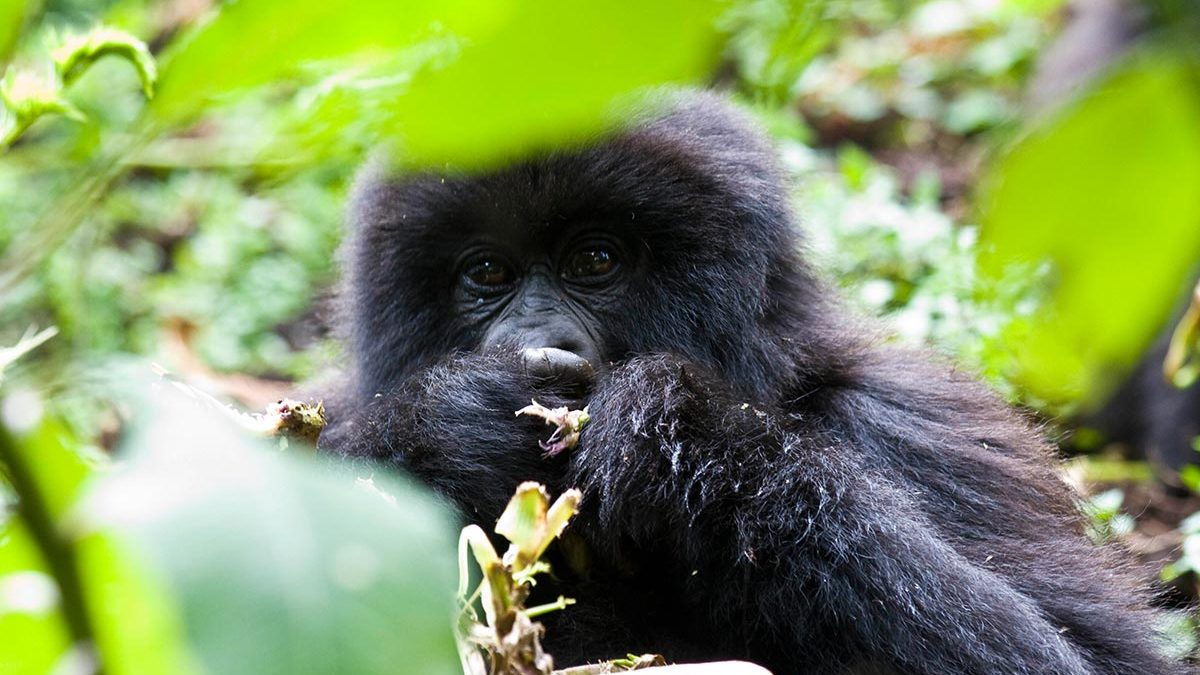 Trek the Mishaya Gorilla Family in Bwindi, Uganda