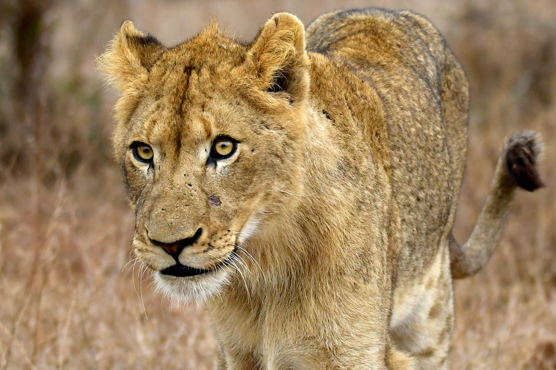 Are Lions Scared of Fire & Light? | Lion Behavior