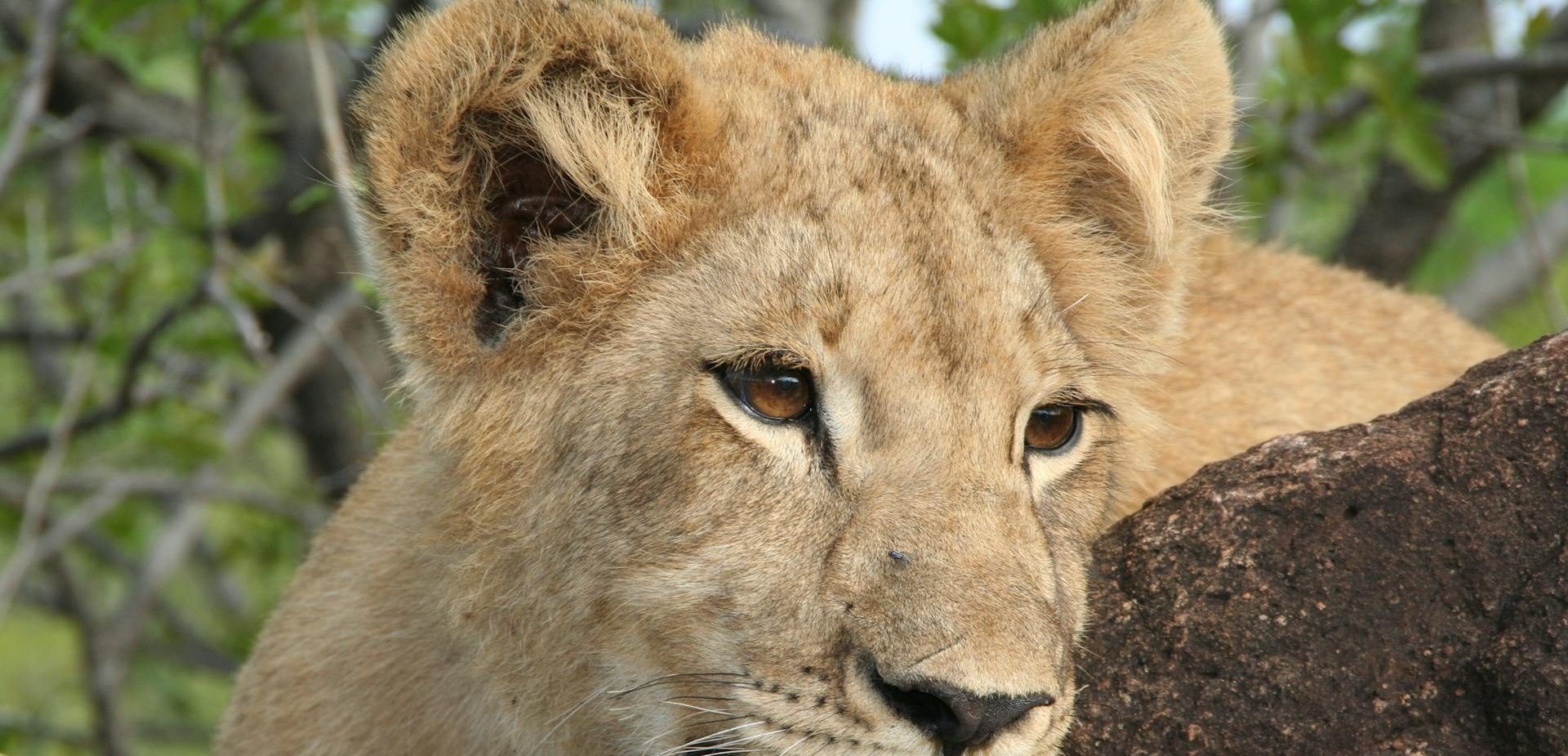Are Lions Friendly to Humans? | Lion Behavior