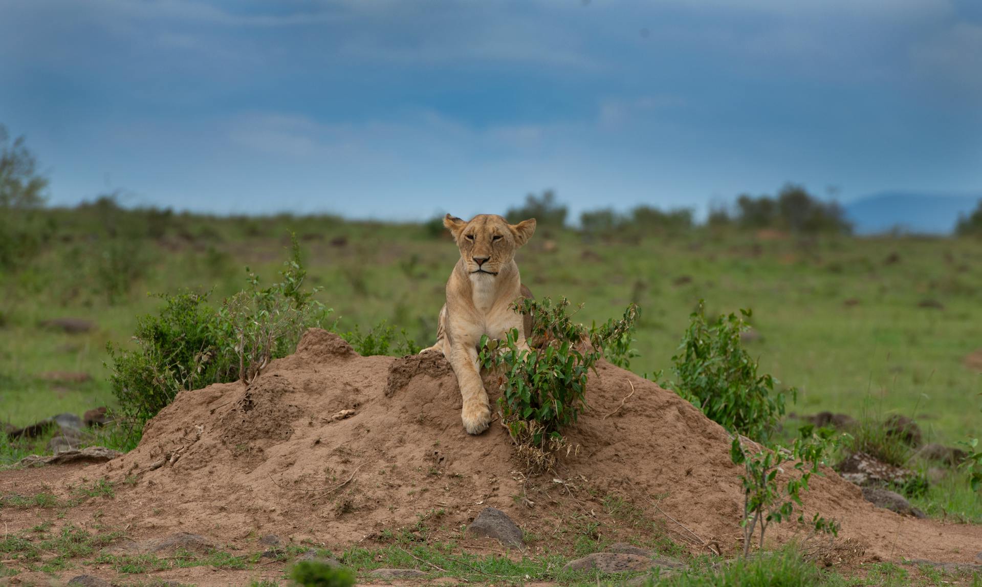 Lion Sounds: Roars, Grunts, and More | Wildlife Insights
