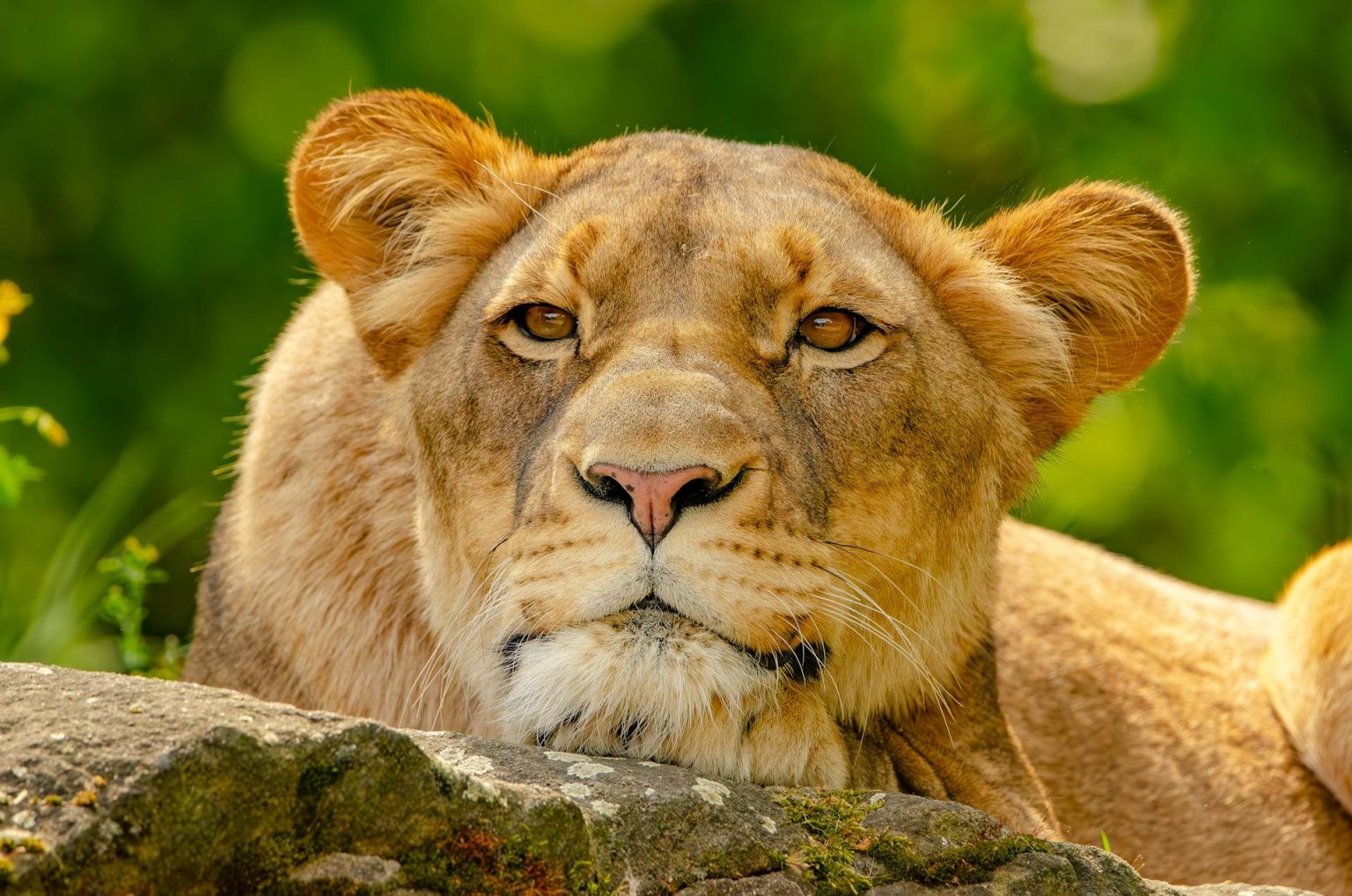 Are Lions Friendly to Humans? | Lion Behavior