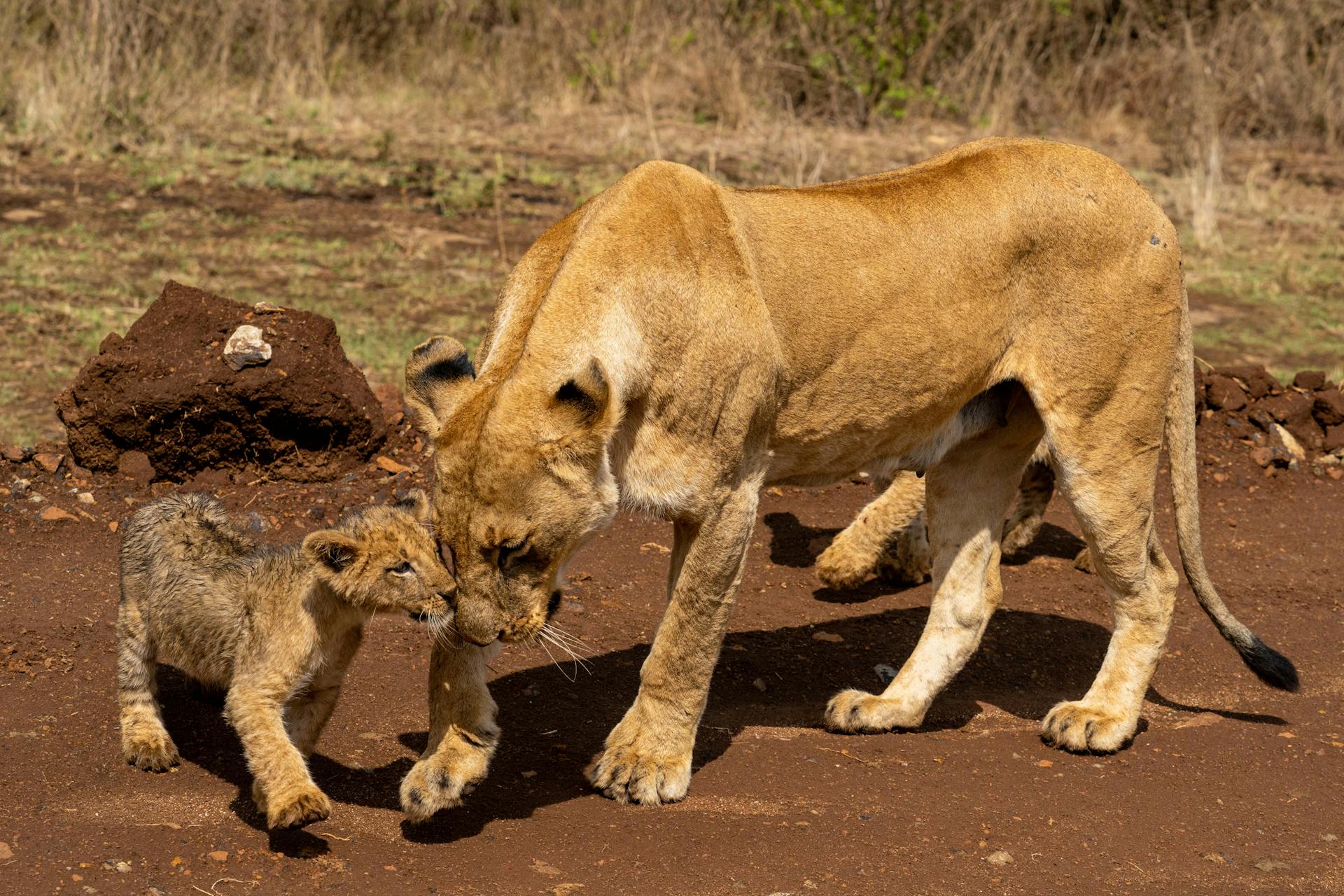 How to Protect & Save Lions | Conservation Tips